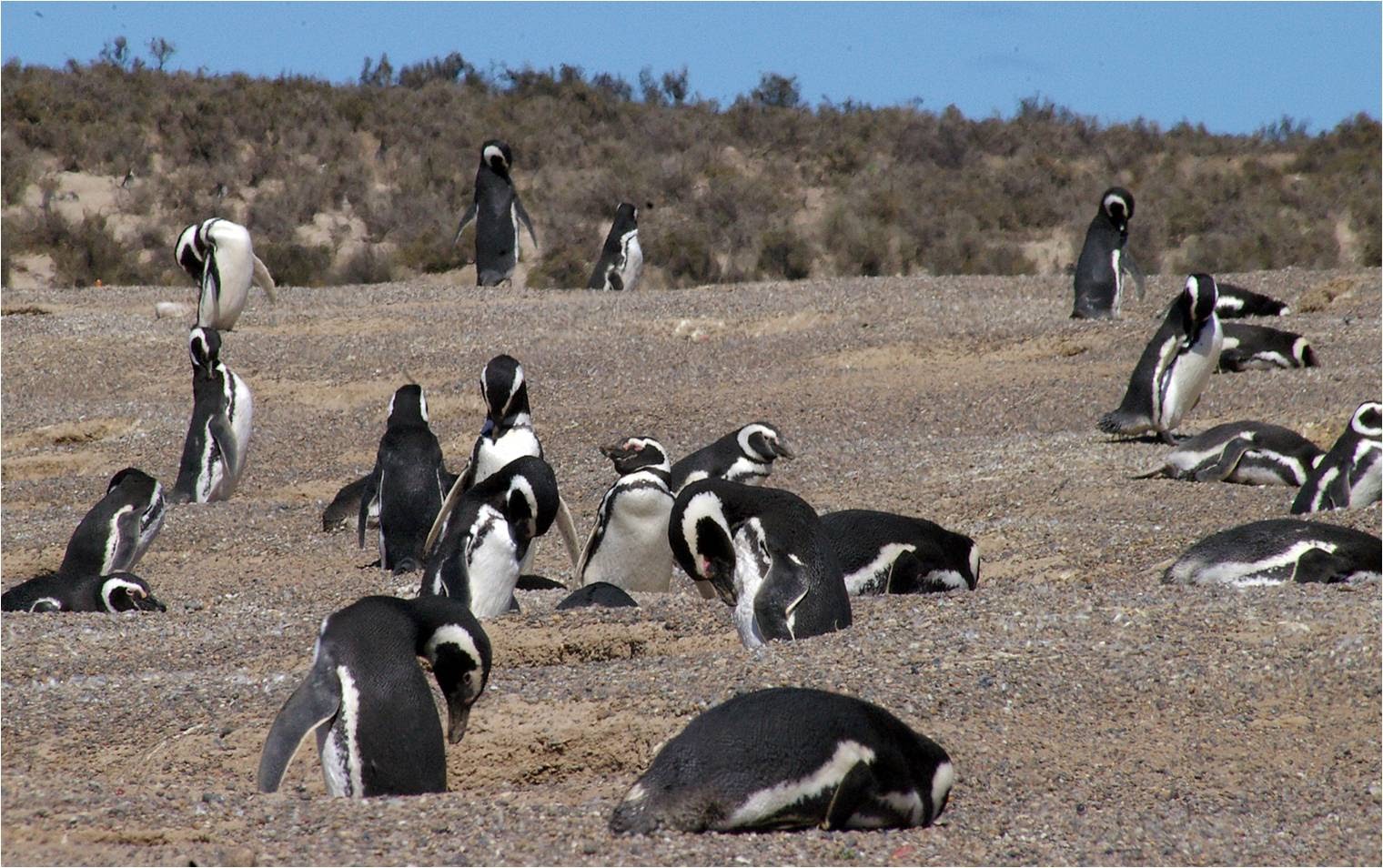 Excursión a Punta Tombo, Puerto Madryn - Excursiones Argentina